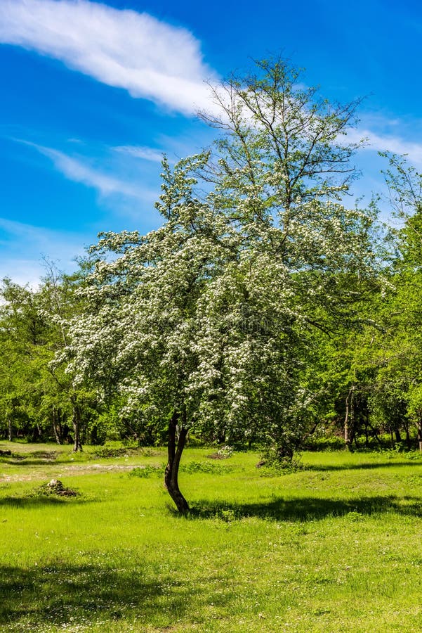 Blooming hawthorn tree stock photo. Image of weather - 71209146