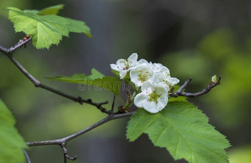 Blooming Hawthorn Tree in Spring, White Fresh Flowers and Green Leaves ...