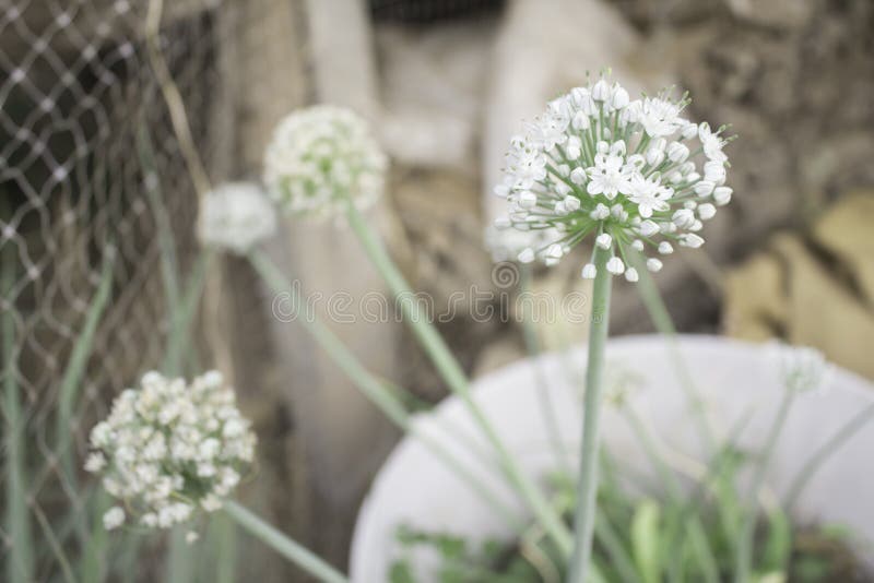 Blooming Head of Spring Onion Stock Photo - Image of garden, bright ...