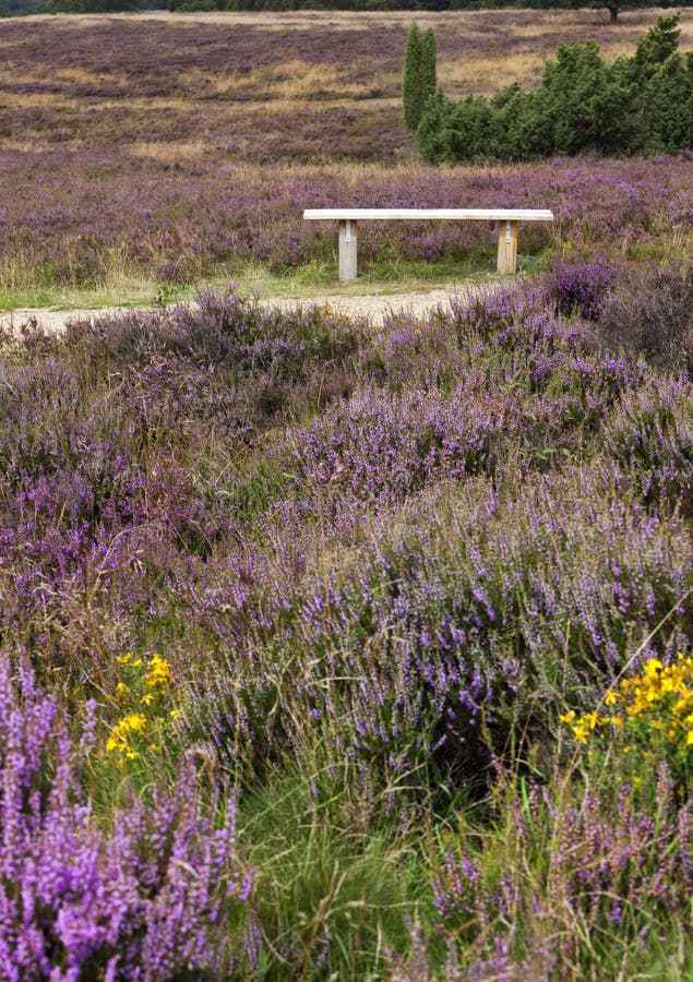 Blooming Heath stock photo. Image of blooming, path, plants - 26171676