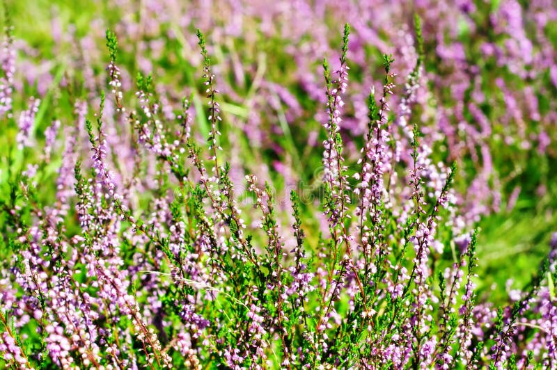 Blooming heather stock photo. Image of calluna, field - 16284682