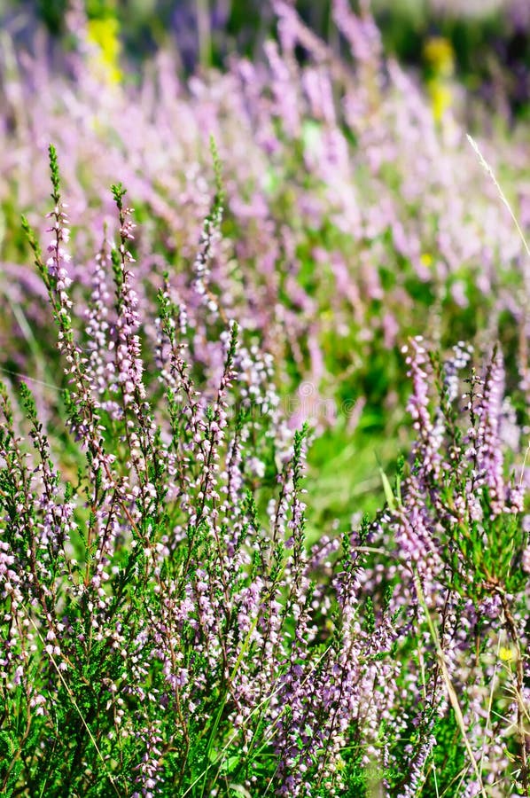 Blooming heather stock photo. Image of calluna, blooming - 18095900