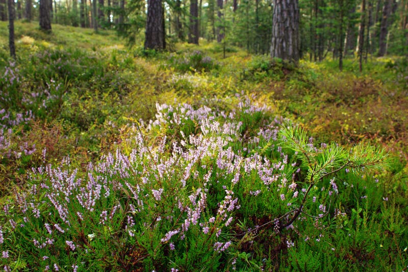Blooming Heather Picture. Image: 26610397