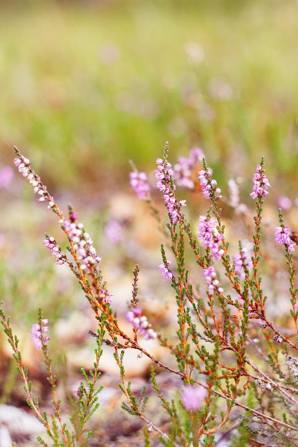Red autumn flower stock photo. Image of detail, brown - 37451558
