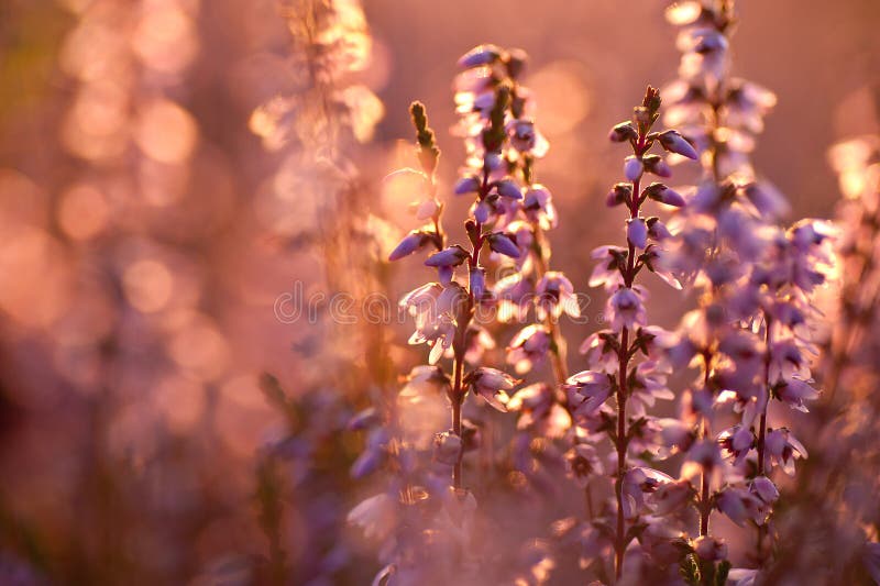 Blooming heather stock photo. Image of nature, floweriness - 34194512