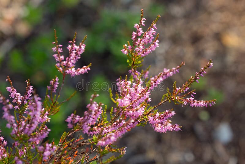 Blooming heather in summer stock image. Image of beautiful - 154996901