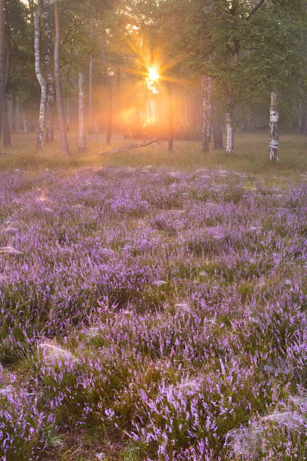 Blooming Heather on the Edge of a Forest Stock Photo - Image of scene ...