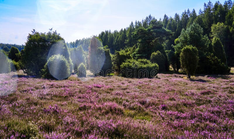 Blooming Heather Field Creating Vibrant Landscape with Forest ...