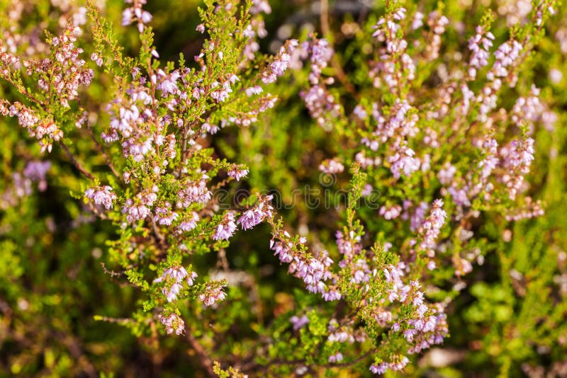 Blooming heather in summer stock image. Image of beautiful - 154996901