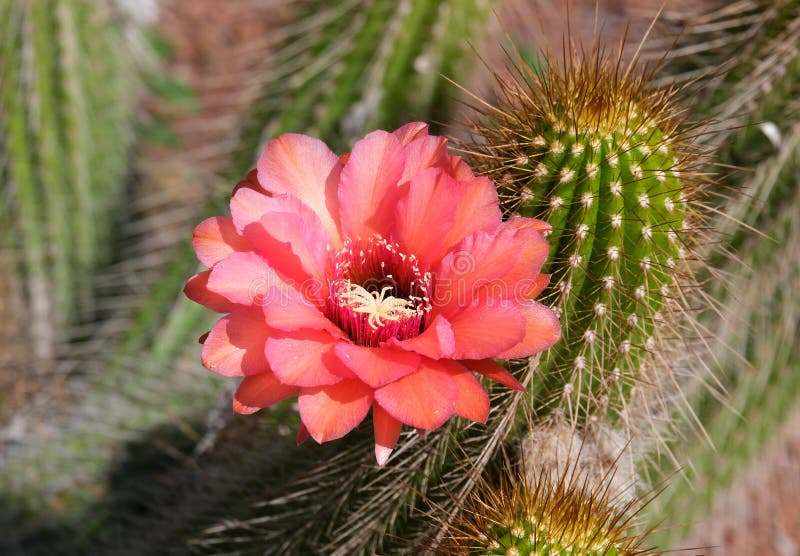 Blooming Hedgehog Cactus (lat.- Echinocereus Stock Image - Image of ...