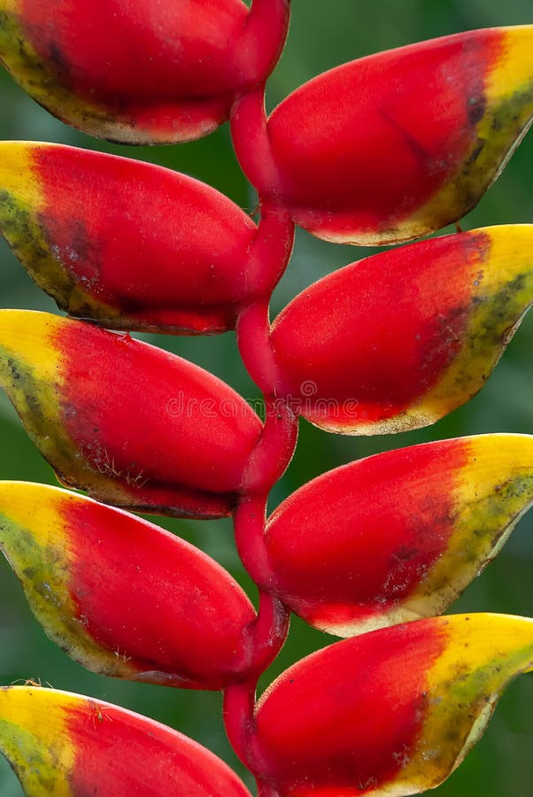 Blooming Heliconia of Yellow and Red Stock Photo - Image of botanical ...
