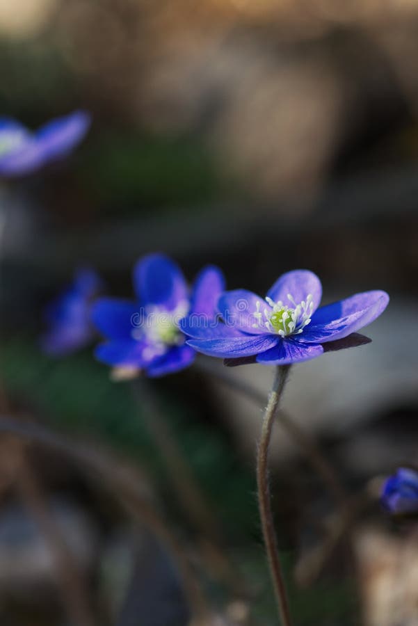 Blooming hepatica flowers stock photo. Image of hepatica - 175839920