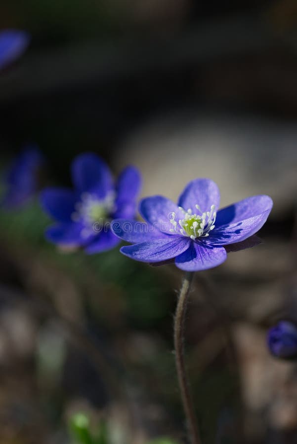 Blooming hepatica flowers stock image. Image of blooming - 175840759