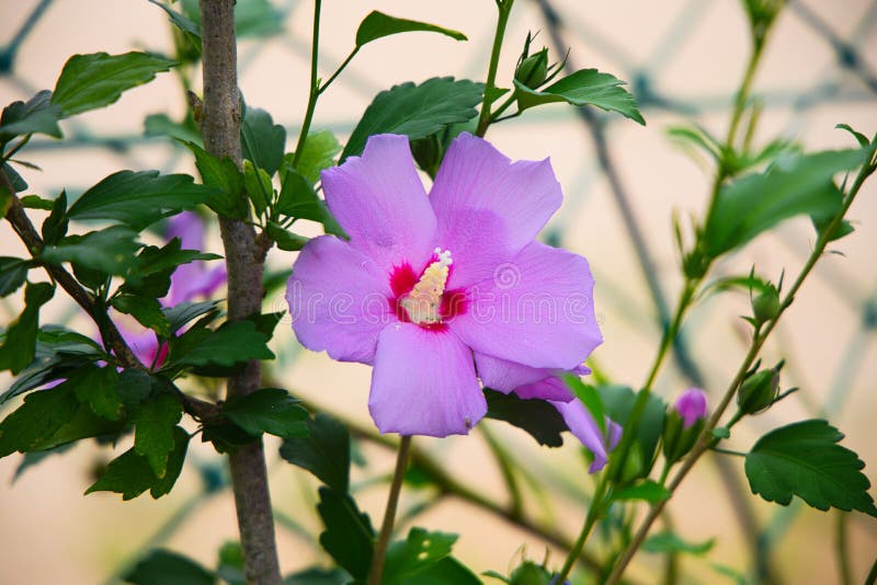 Blooming Hibiscus Syriacus Flower Stock Photo - Image of blossom ...