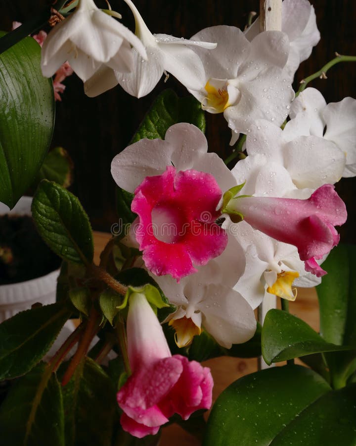 Blooming House Plants, Spring Time Stock Image - Image of florist ...