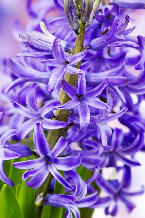 Blooming Hyacinth Flowers (hyacinthus) Stock Photo - Image of gardening ...