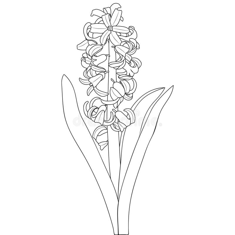 Blooming Hyacinth Plant Spring Flower Outline Stock Illustration ...