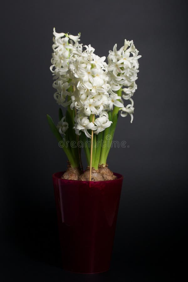 Blooming Hyacinth in a Pot. Bulbs and White Flowers are Visible Stock ...
