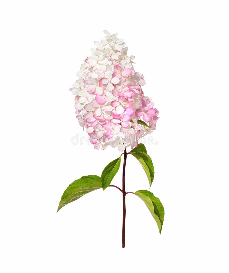 Blooming Hydrangea Branch on a White Background Stock Image - Image of ...