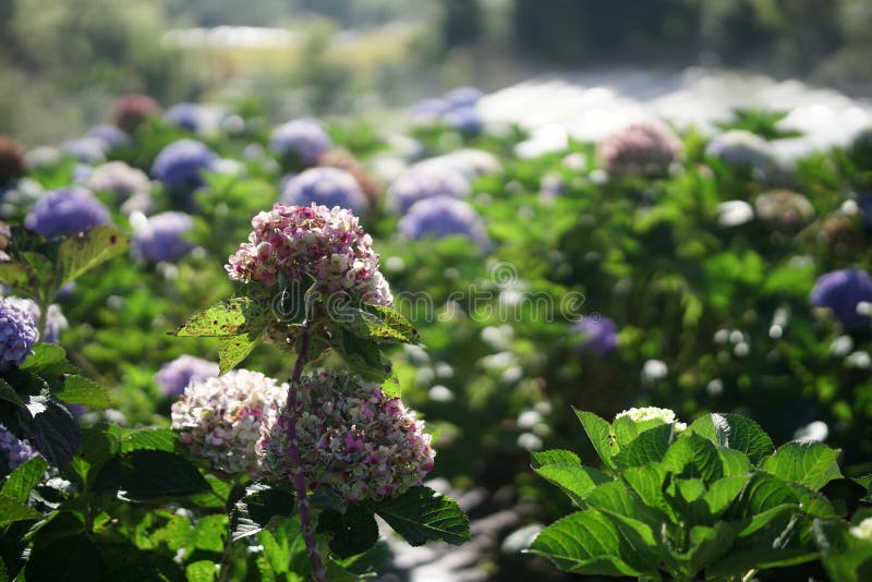 Blooming Hydrangea Flower Field Garden Stock Photo - Image of petal ...