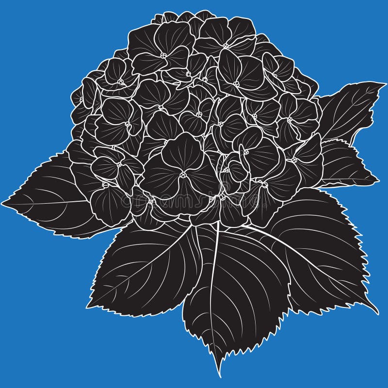 Blooming Hydrangea Flower Outline, Black and White Vector Illustration ...