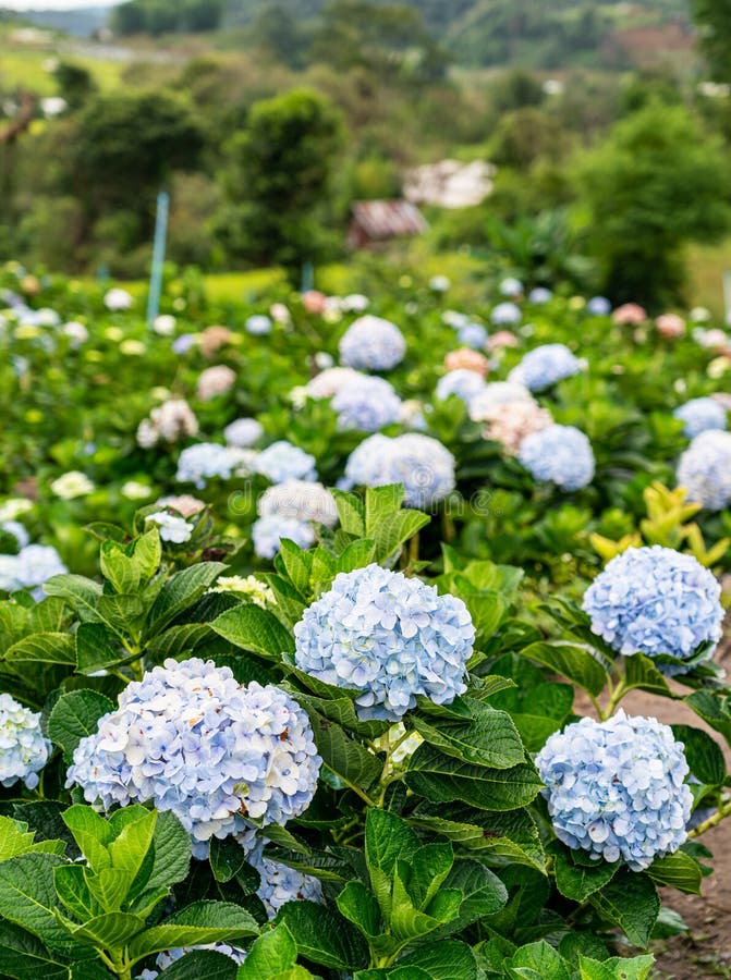 Blooming Hydrangea Garden in Architectural Farm in Chiang Mai, Thailand ...