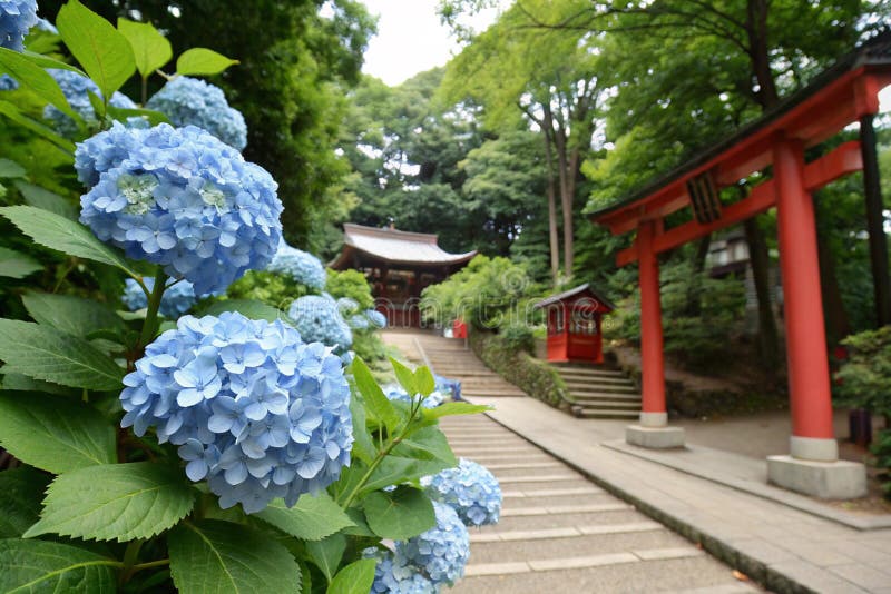 Blooming Hydrangeas at Hakusan Shrine, Tokyo Stock Illustration ...