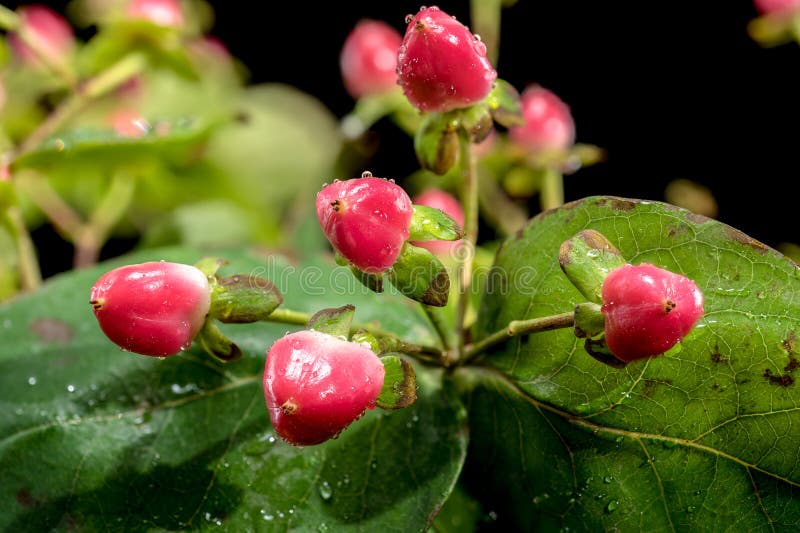 Blooming Hypericum Go Red on a Black Background Stock Image - Image of ...