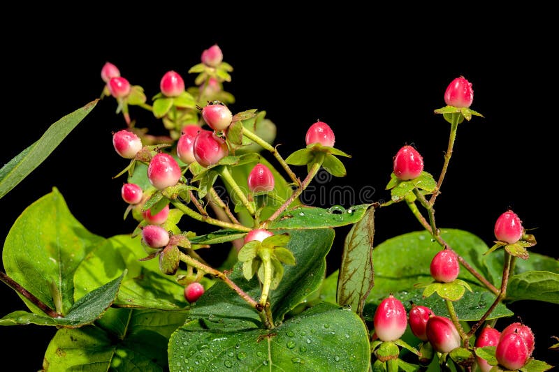 Blooming Hypericum Go Red on a Black Background Stock Photo - Image of ...