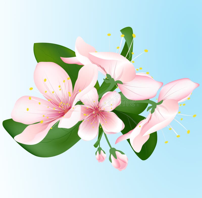Blooming Inflorescence of Cherry on Blue Background. Sakura Flowers ...
