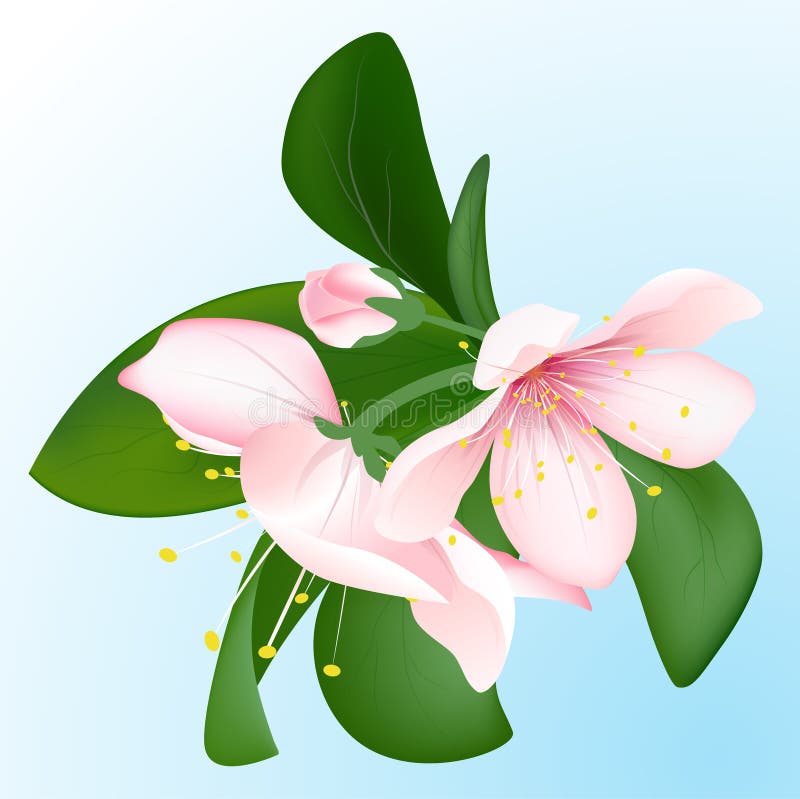 Blooming Inflorescence of Cherry on Blue Background. Sakura Flowers ...