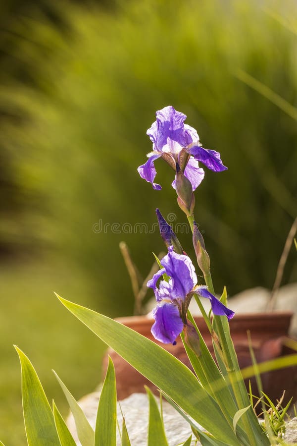 Blooming Iris Flower with Spring Flowers Stock Image - Image of floral ...