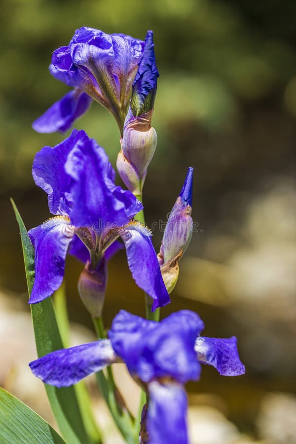 Blooming Iris Flower with Spring Flowers Stock Photo - Image of iris ...