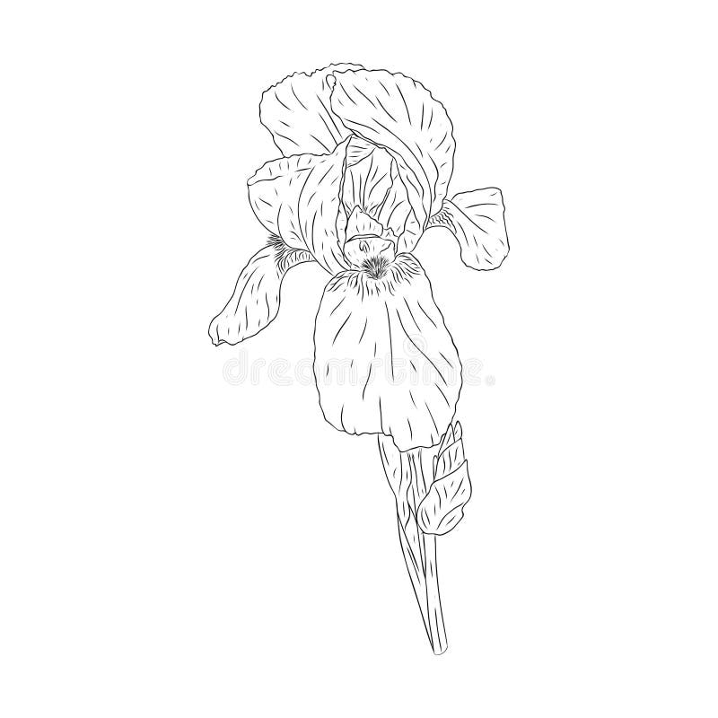 Blooming Iris Flower. Flower with Texture in an Outline Style. Iris ...
