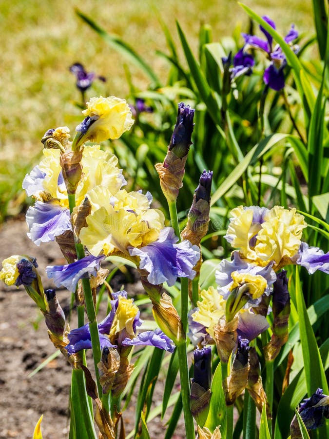 Iris stock photo. Image of spring, iris, fresh, background - 119178104