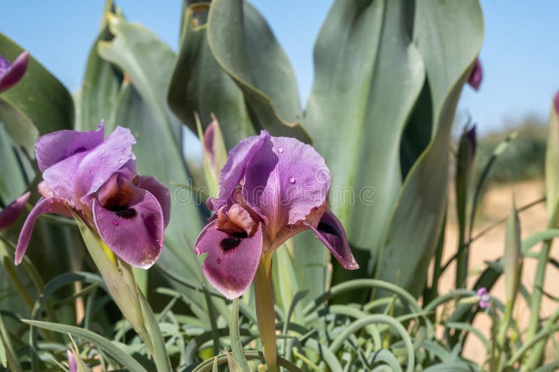 Blooming Iris Mariae Aka Negev Iris or Mary S Iris at Desert Stock ...