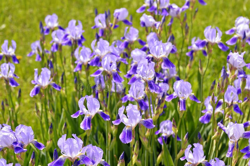 Blooming Irises on a Spring Meadow Stock Image - Image of june, iris ...