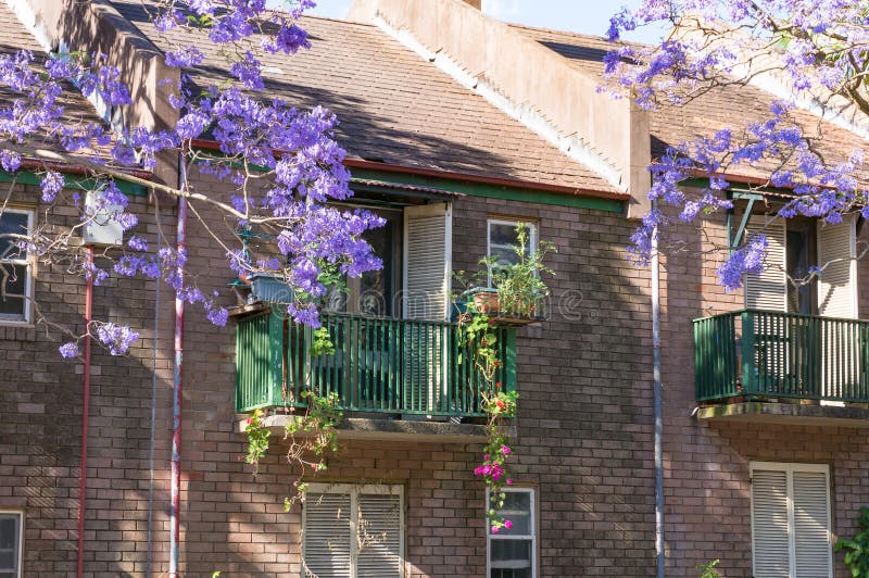 House Old and Old Jacaranda Tree Stock Image - Image of historic, green ...