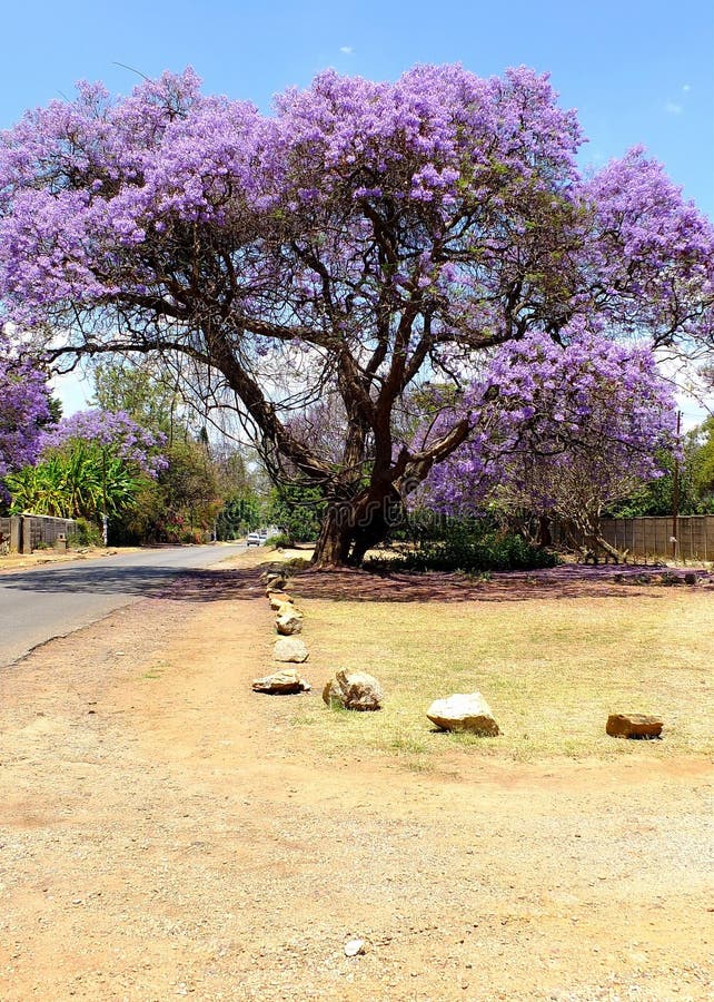 Zimbabwe Urban Stock Photos - Download 121 Royalty Free Photos