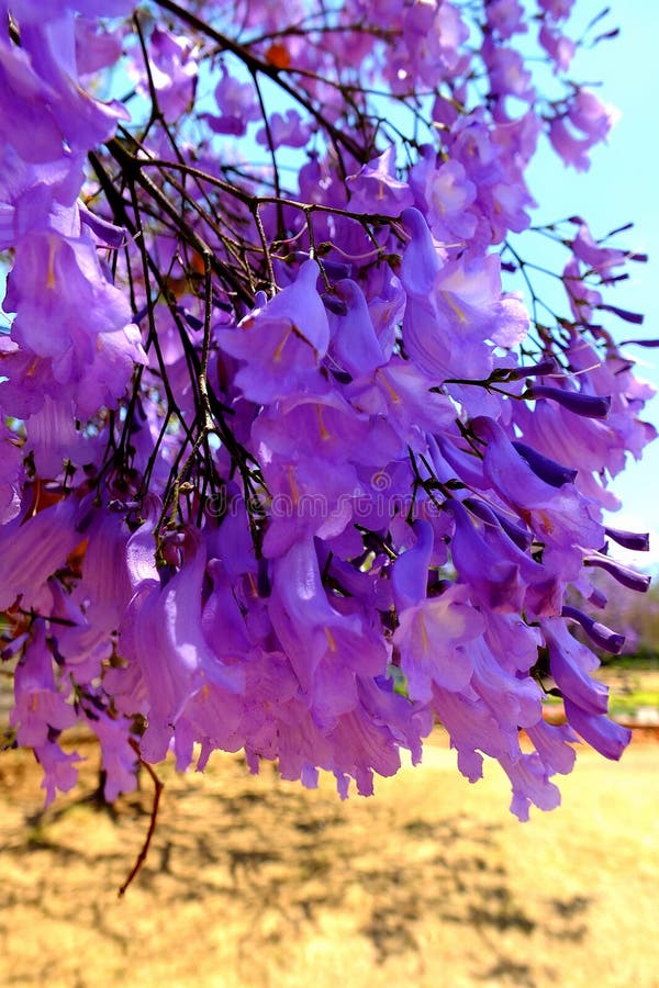 Blooming Jacaranda trees stock image. Image of jacaranda - 39064913