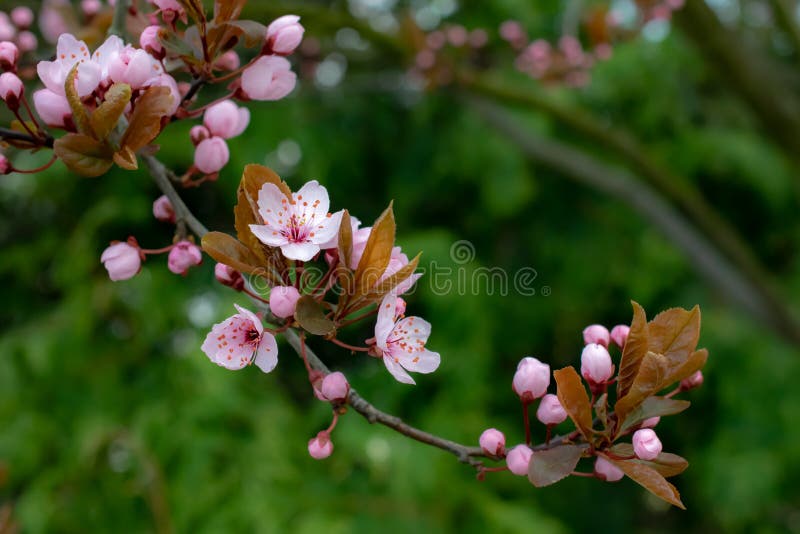 Blooming Japanese Cherry Tree. Cherry Stock Photo - Image of white ...