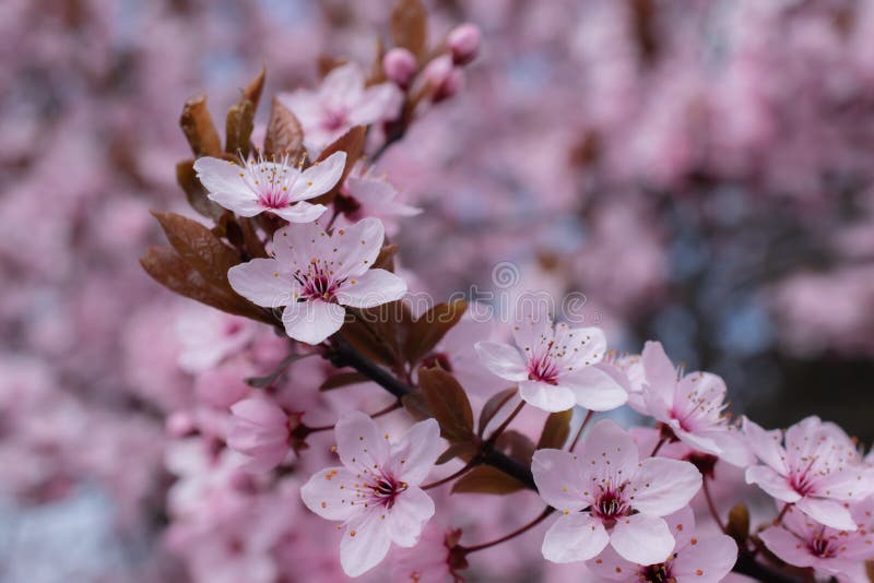 Blooming Japanese Cherry Tree. Cherry Stock Image - Image of nature ...