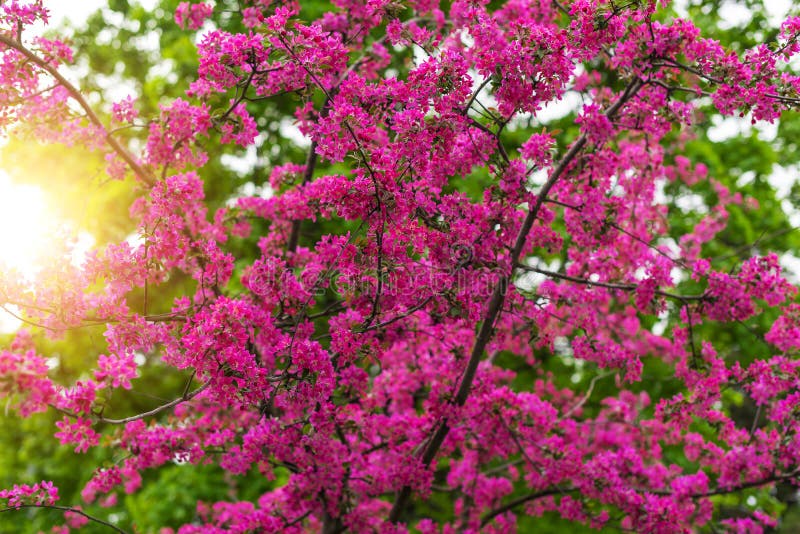 Blooming Japanese Cherry Tree or Sakura in the Spring. Stock Image ...