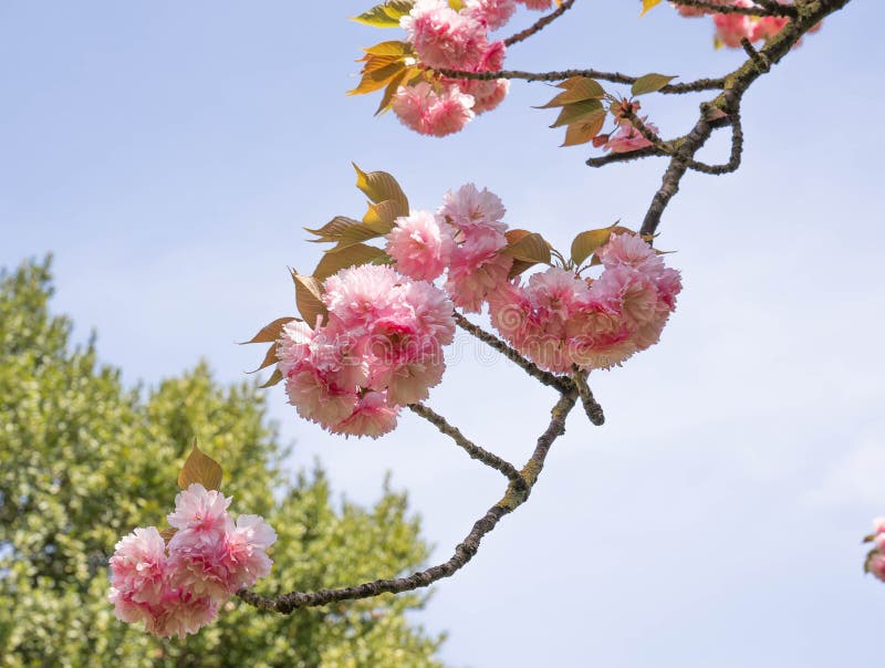 Blooming Japanese Cherry Trees in Spring in Rome, Italy Stock Image ...