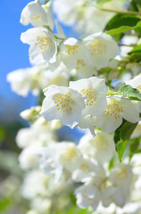 Blooming jasmine stock image. Image of jessamine, color - 28175255