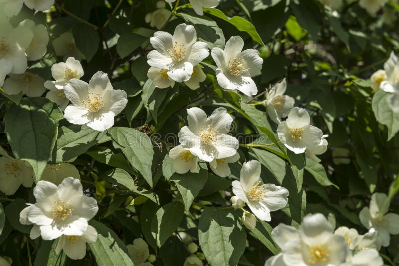 Blooming Jasmine Bush in the Park Stock Photo - Image of tree, clean ...