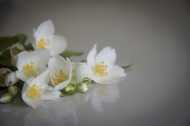Blooming Jasmine Shrub on Summer Day. Blossoming Jasmine Flowers in ...