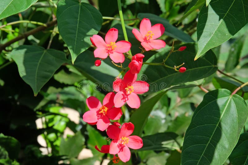 Blooming Jatropha Whole-edged Latin - Jatropha Integerrima Stock Photo ...