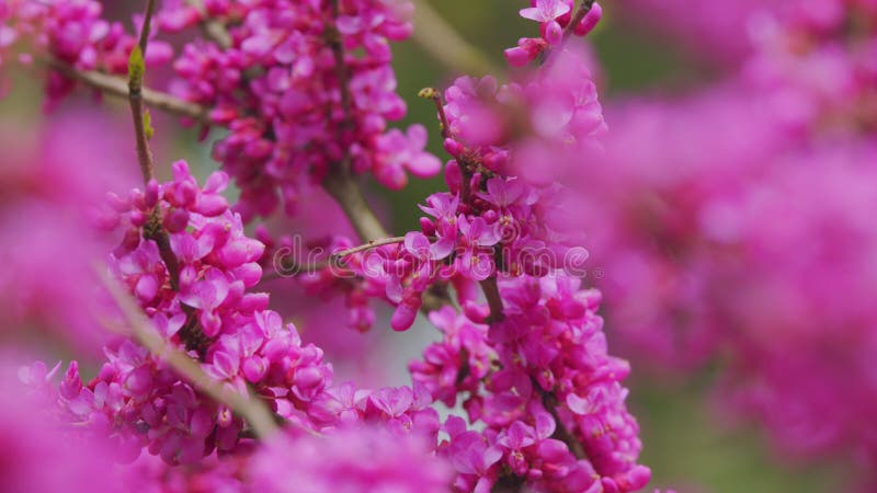 Blooming Judas Tree. Commonly Known As the Judas Tree is a Small ...