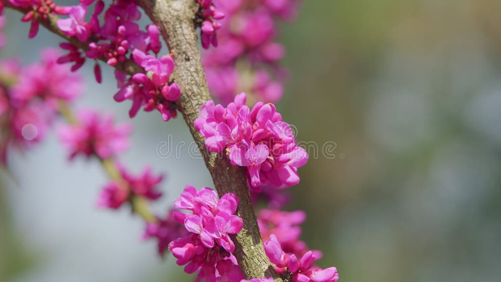 Blooming Judas Tree. Commonly Known As the Judas Tree is a Small ...